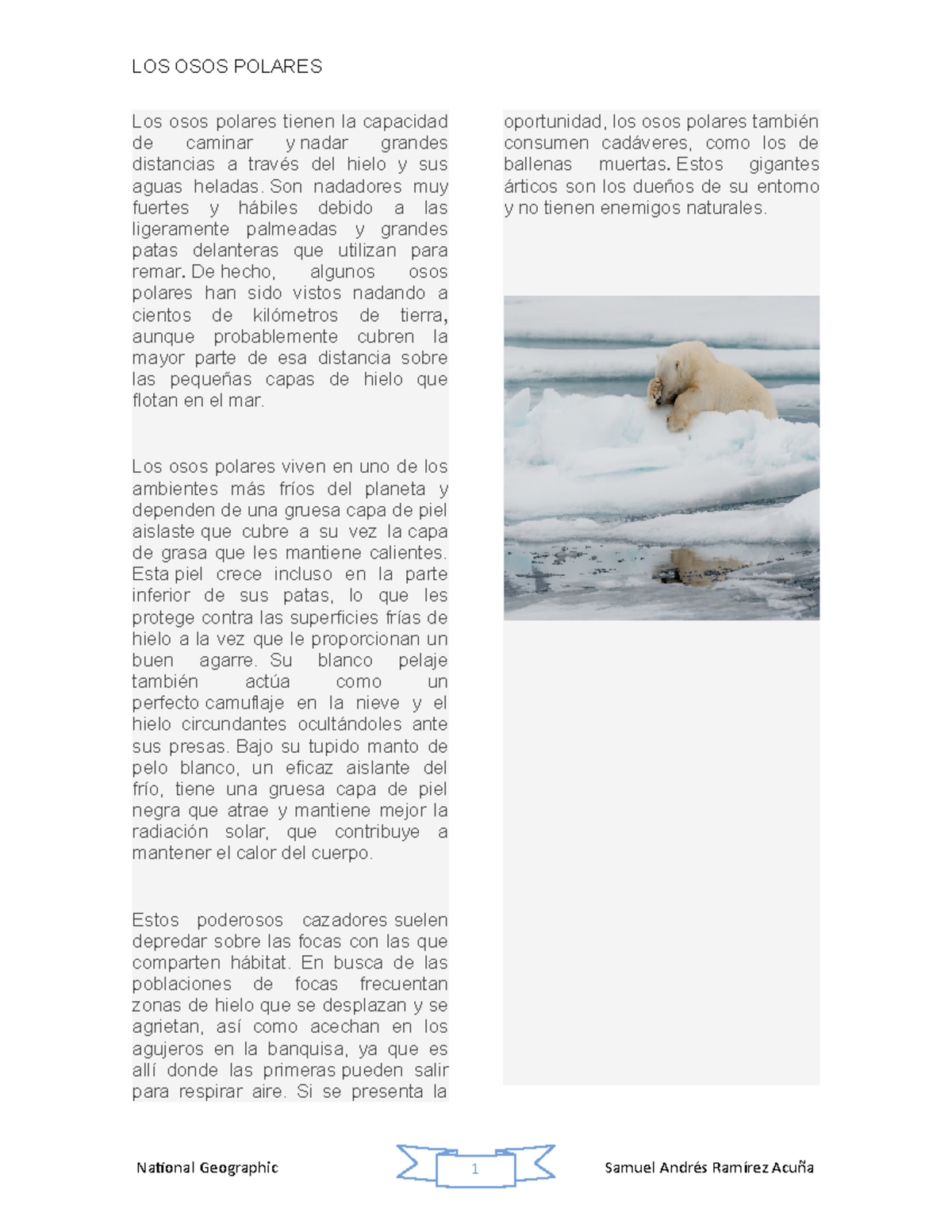 Articulo quiz informatica - LOS OSOS POLARES Los osos polares tienen la ...