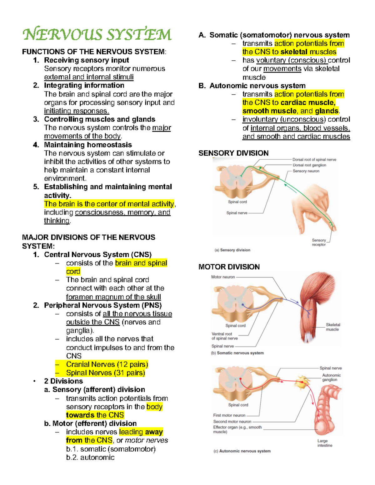 Nervous System - NERVOUS SYSTEM FUNCTIONS OF THE NERVOUS SYSTEM ...