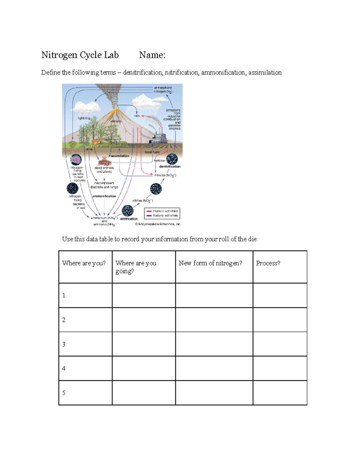 Nitrogen Cycle Lab1 Name 5 - HIST 2710 - Nitrogen Cycle Lab Name ...