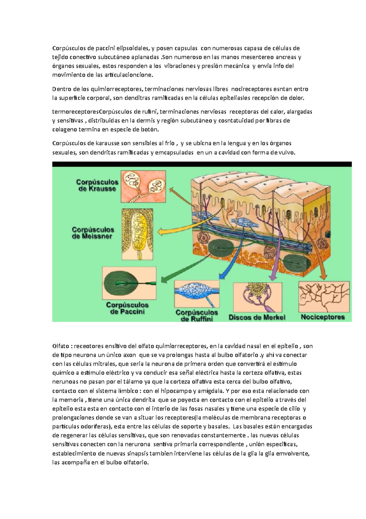 Corpúsculos de paccini elipsoidales - Son numeroso en las manos ...