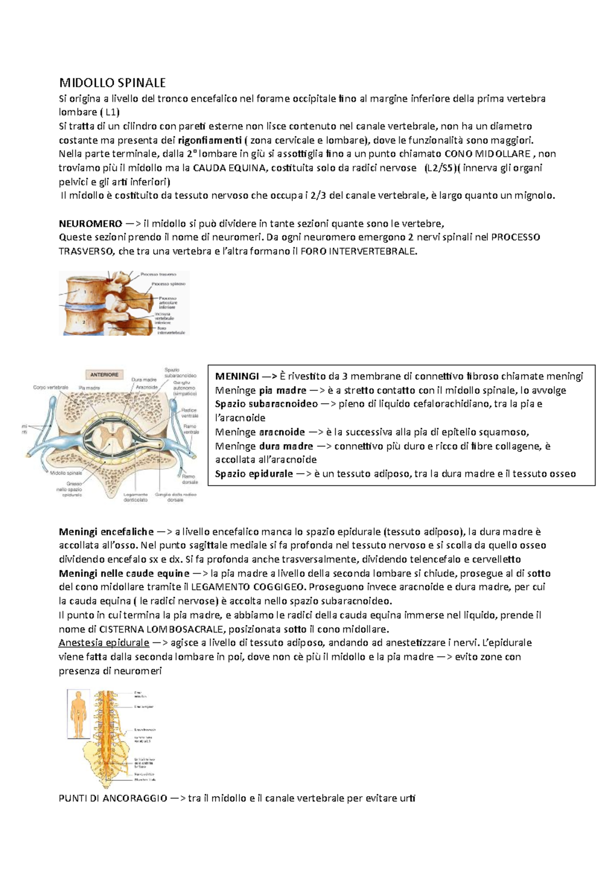 8 midollo spinale - Anatomia a ctf - MIDOLLO SPINALE Si origina a ...