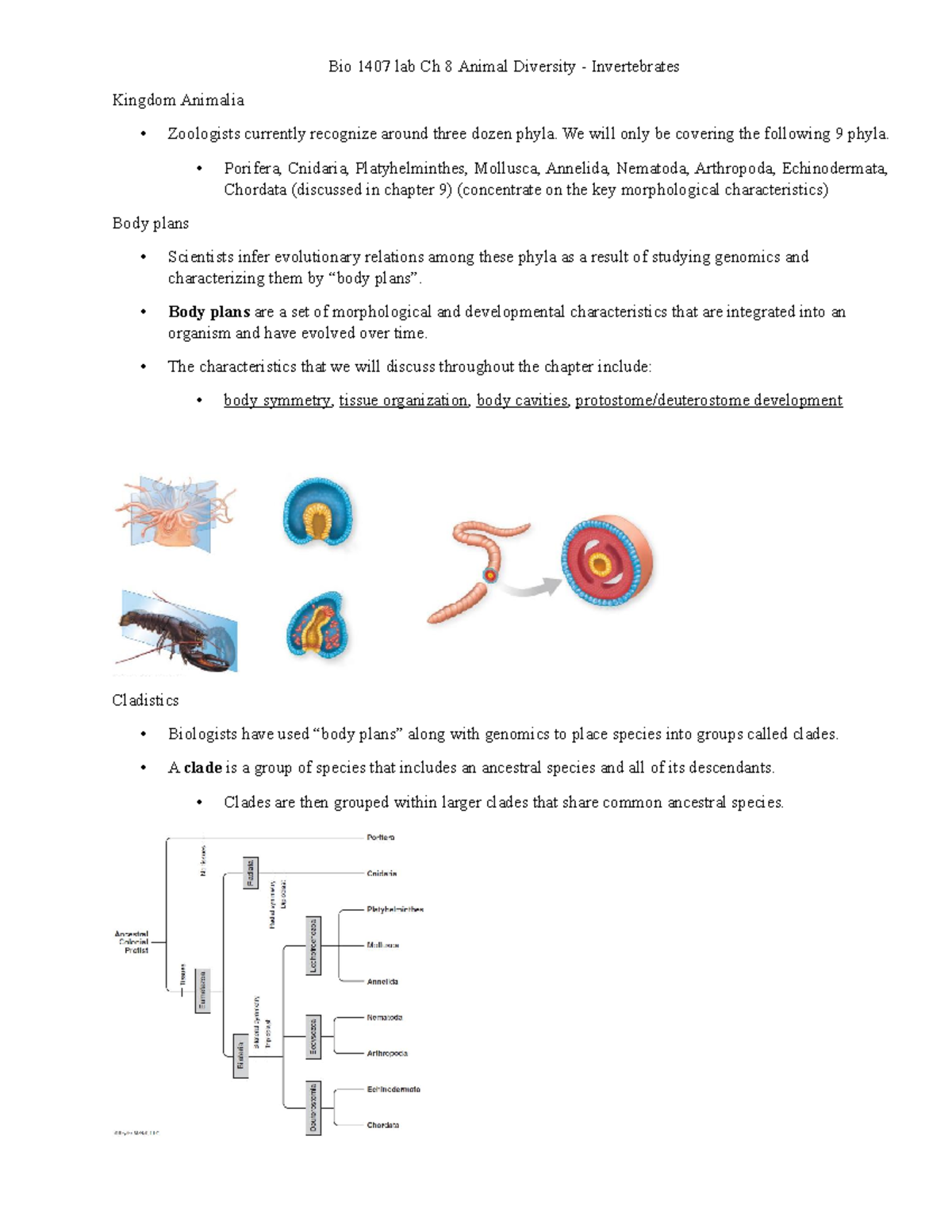 Bio 1407 lab 8 Ch 8 - Detailed notes - Bio 1407 lab Ch 8 Animal ...