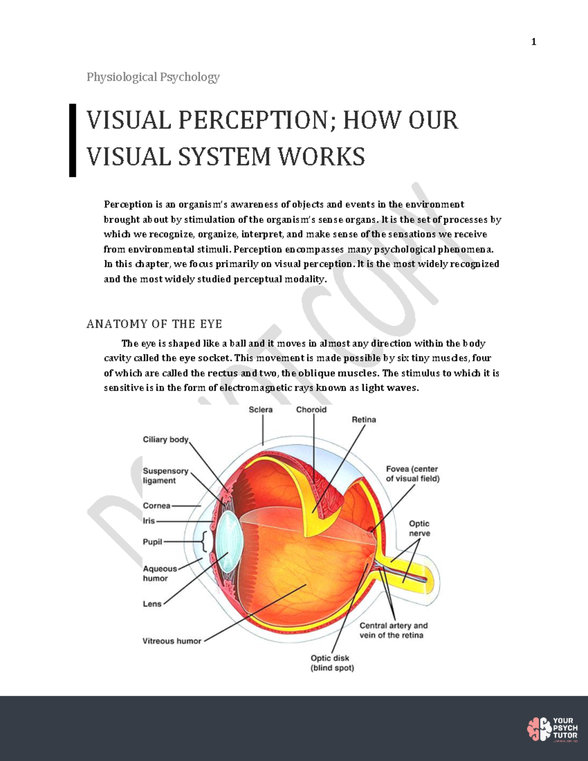 Vision - Physiological Psychology VISUAL PERCEPTION; HOW OUR VISUAL ...