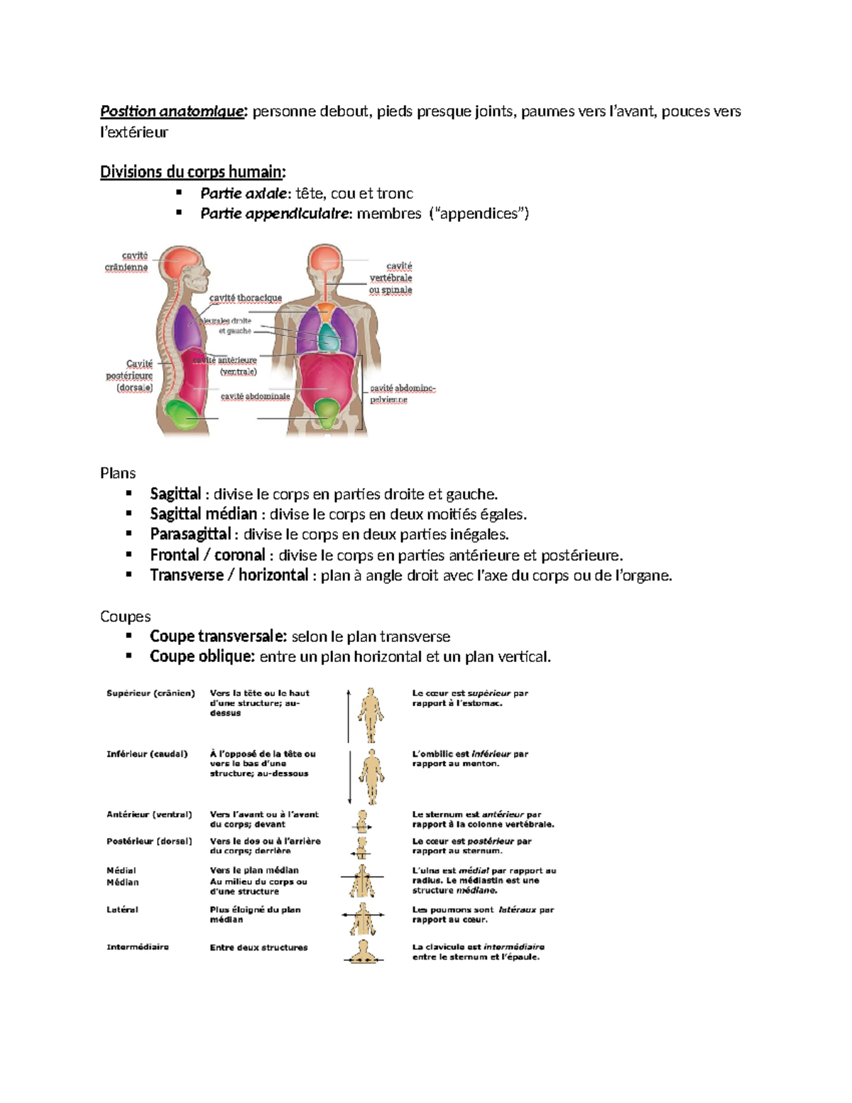 Exam 1- section 1 - Position anatomique: personne debout, pieds presque ...