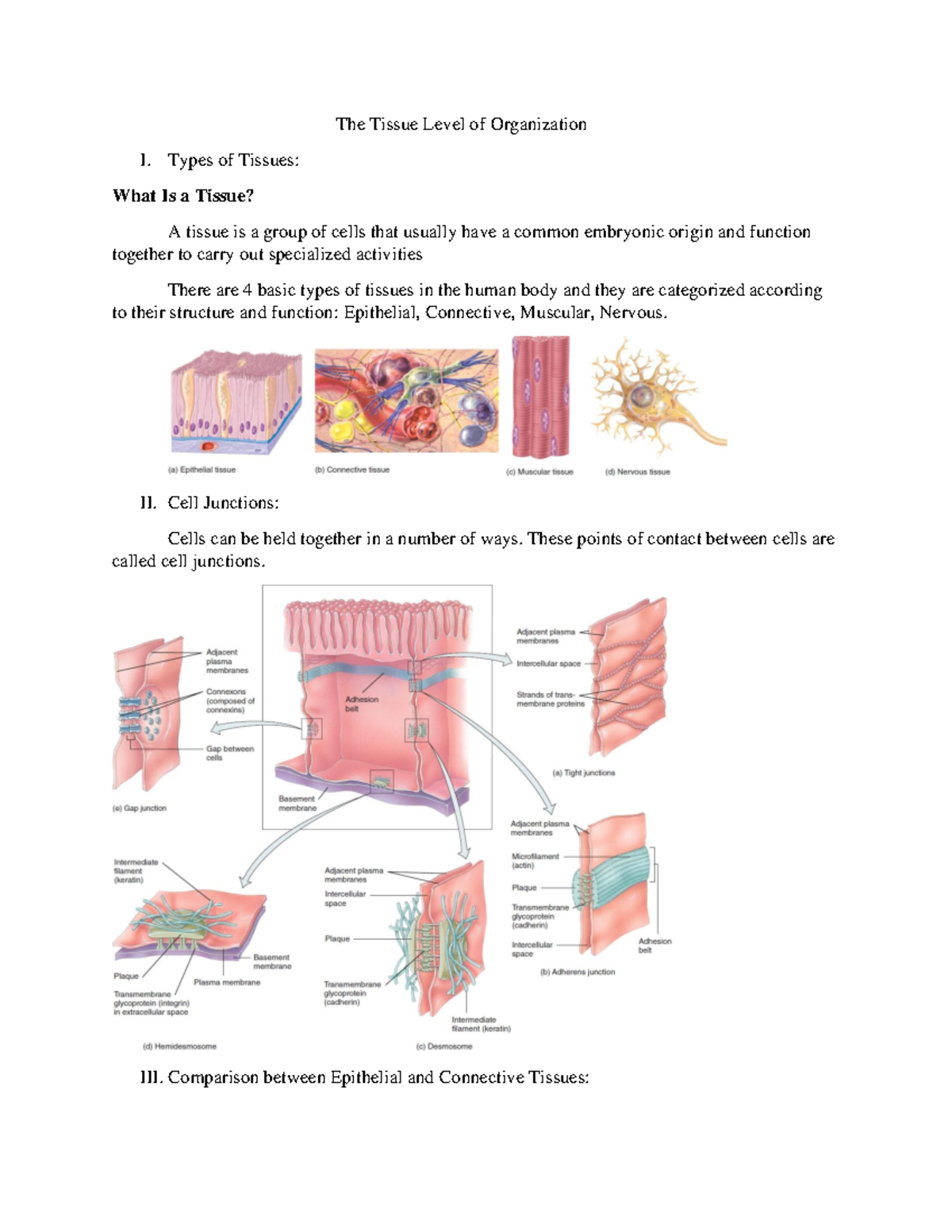 Document 16 - Anatomy - The Tissue Level of Organization I. Types of ...