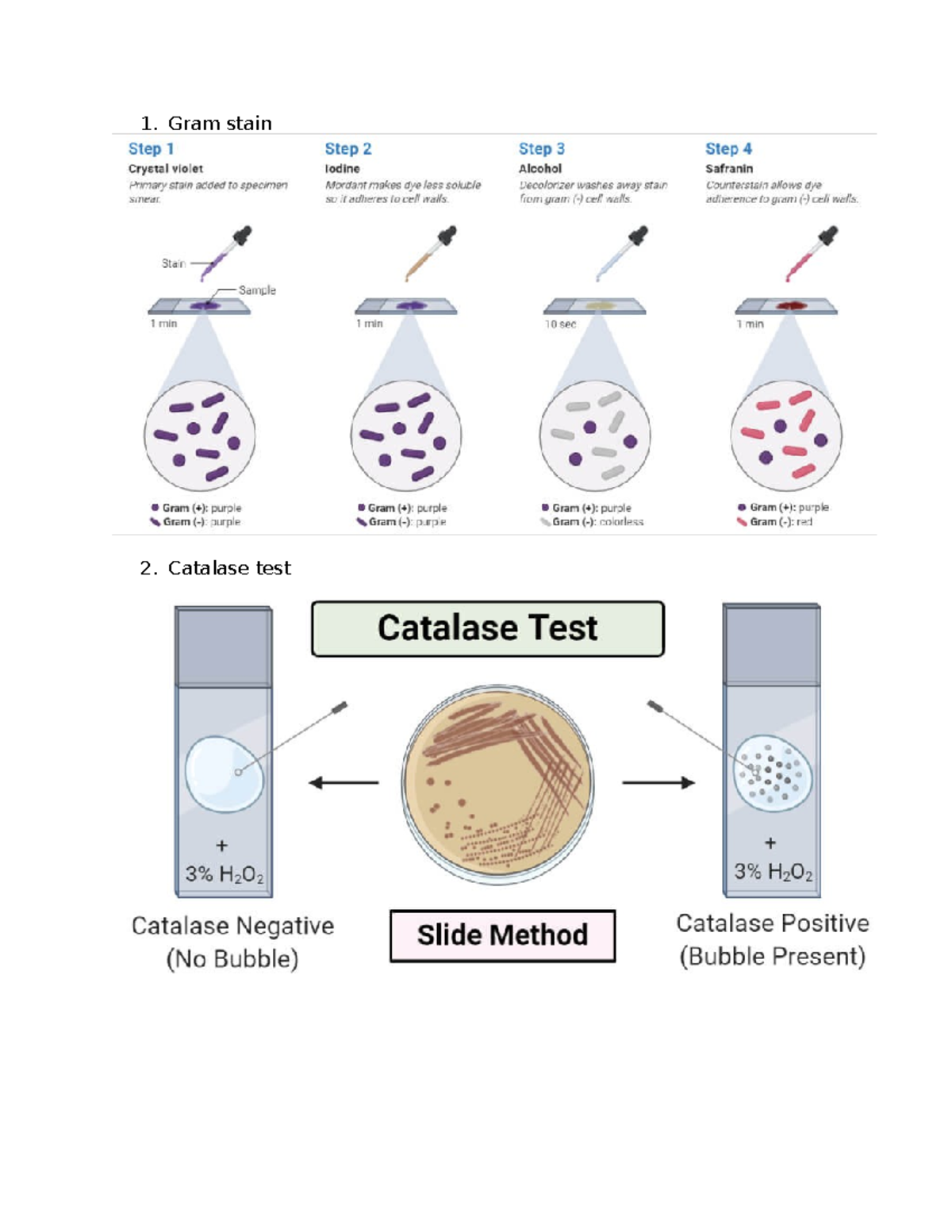 Practical Document - Gram stain Catalase test Coagulase test: slide and ...