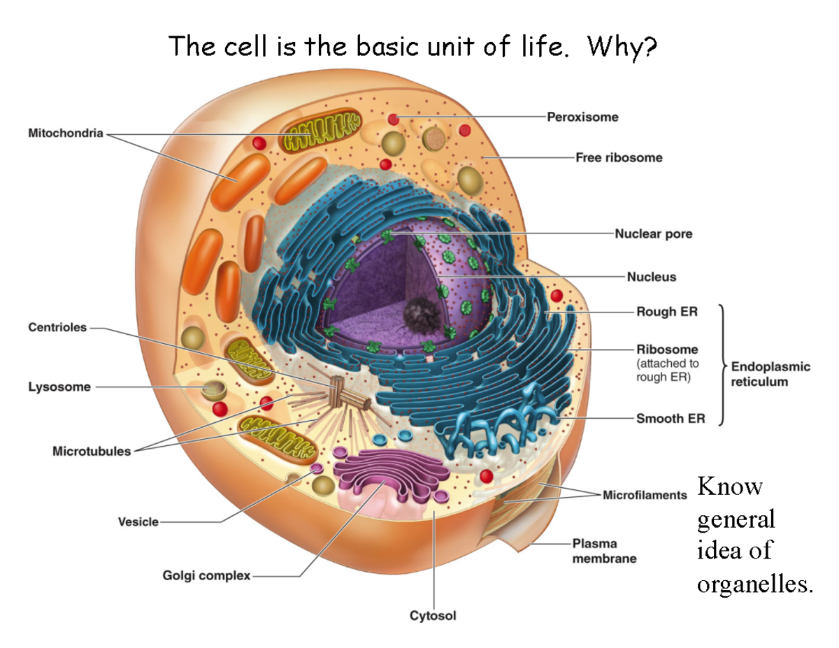 2 cell membranes - Lecture notes 2 - The cell is the basic unit of life ...
