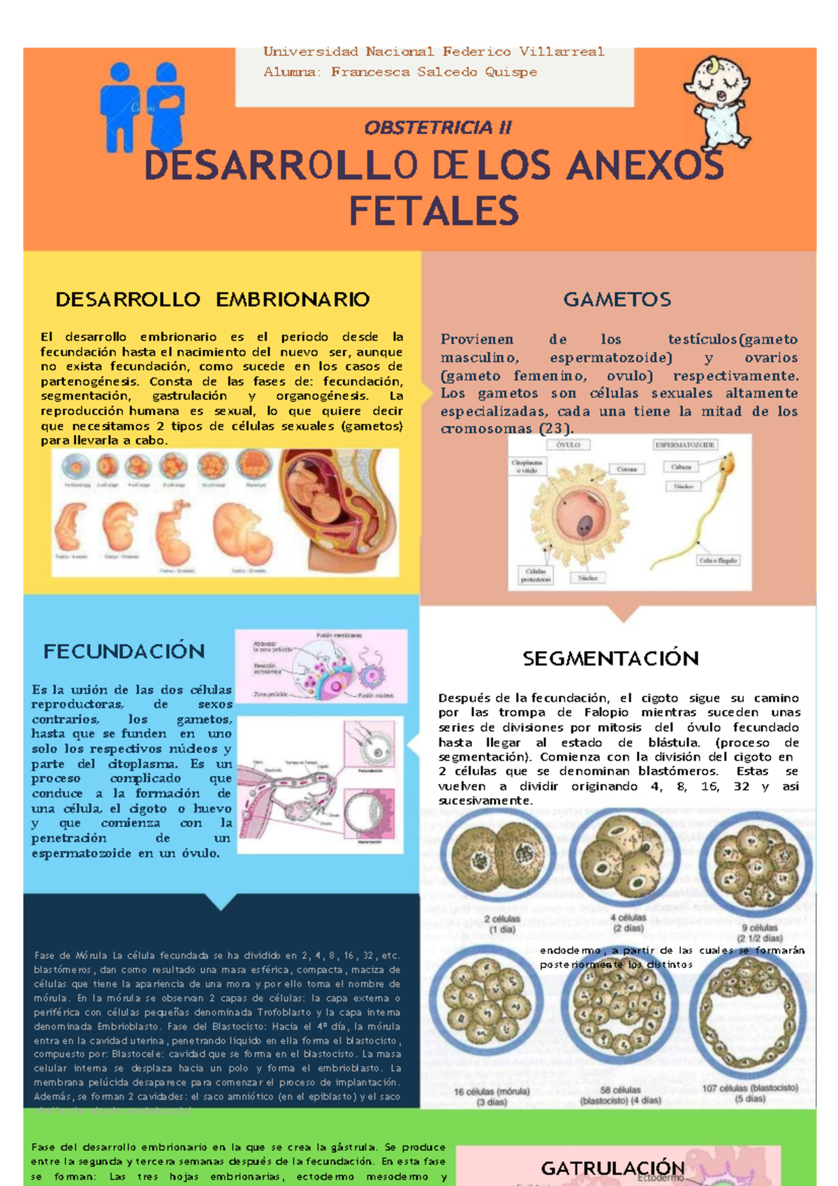 Anexos Fetales infografia - Universidad Nacional Federico Villarreal ...