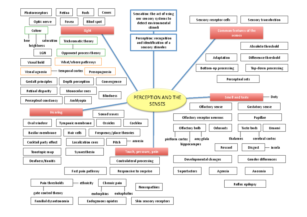 Mindmap Chapter 7 - Sensa&on: the act of using our sensory systems to ...