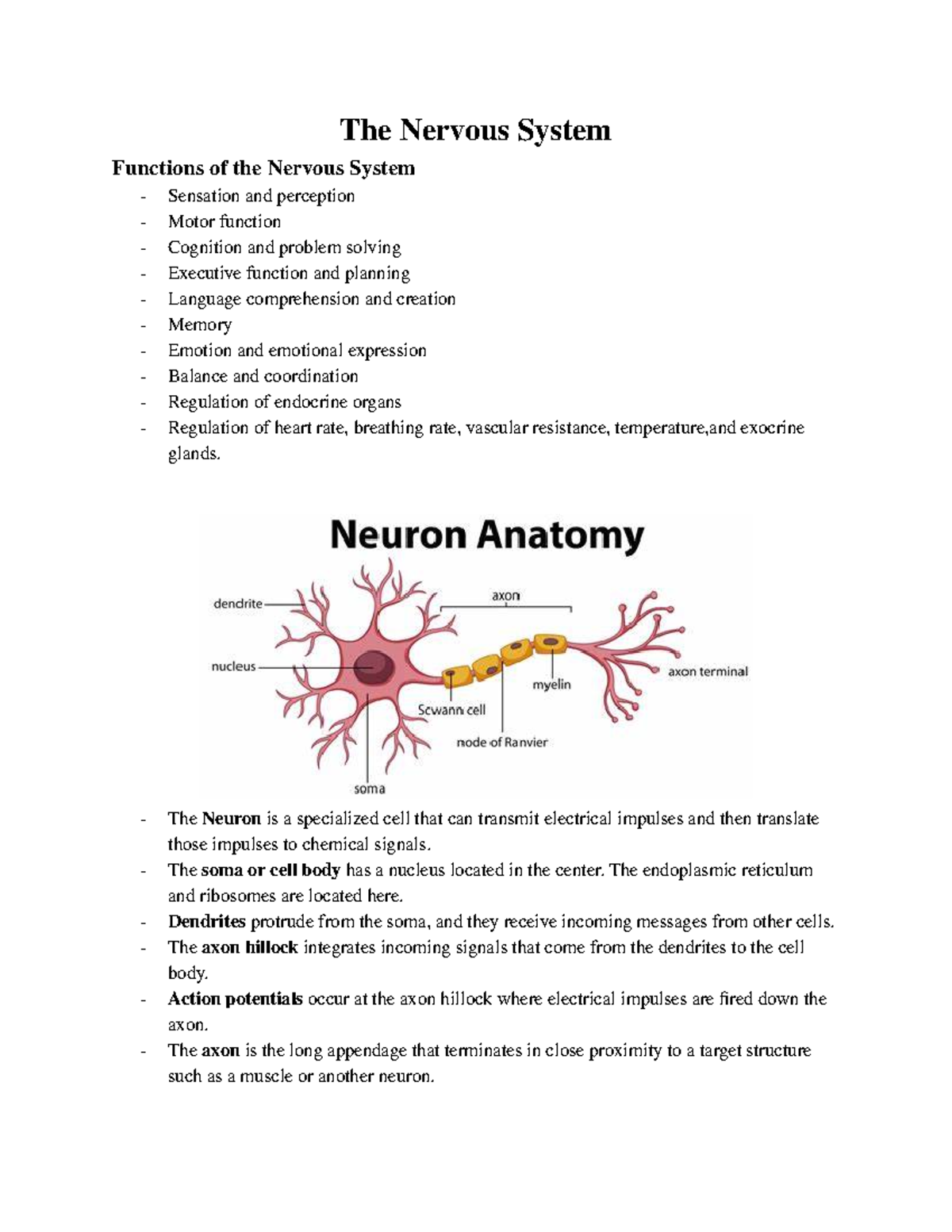 The Nervous System - The Nervous System Functions of the Nervous System ...