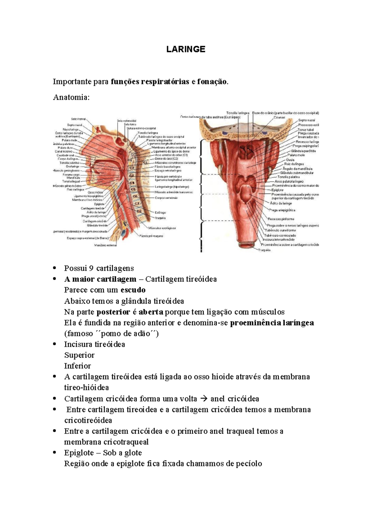 Laringe - LARINGE Importante para funções respiratórias e fonação ...