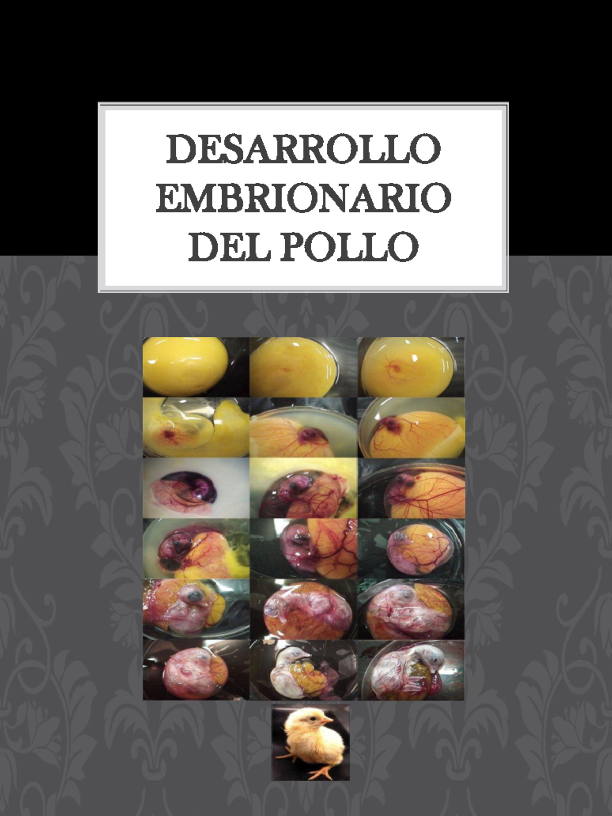 Desarrollo Embrionario DEL Pollo - DESARROLLO EMBRIONARIO DEL POLLO ...