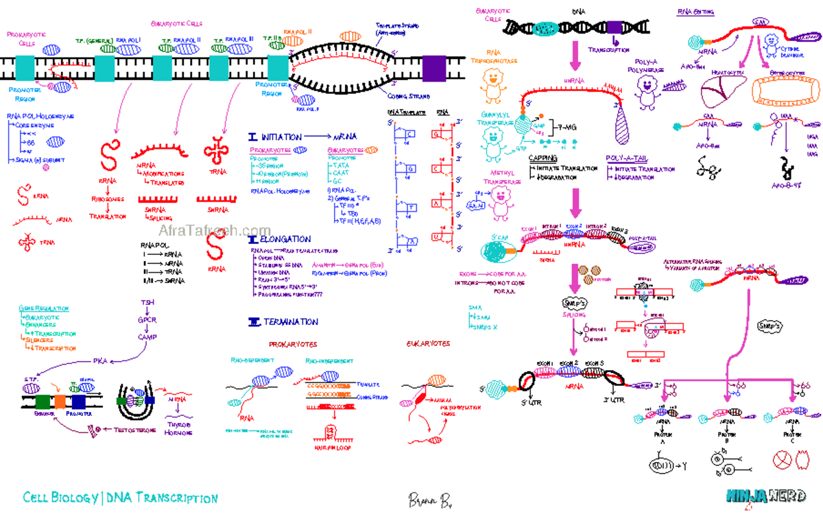 DNA Transcription Summary - Cell Biology | DNA Transcription 1 11 111 ...