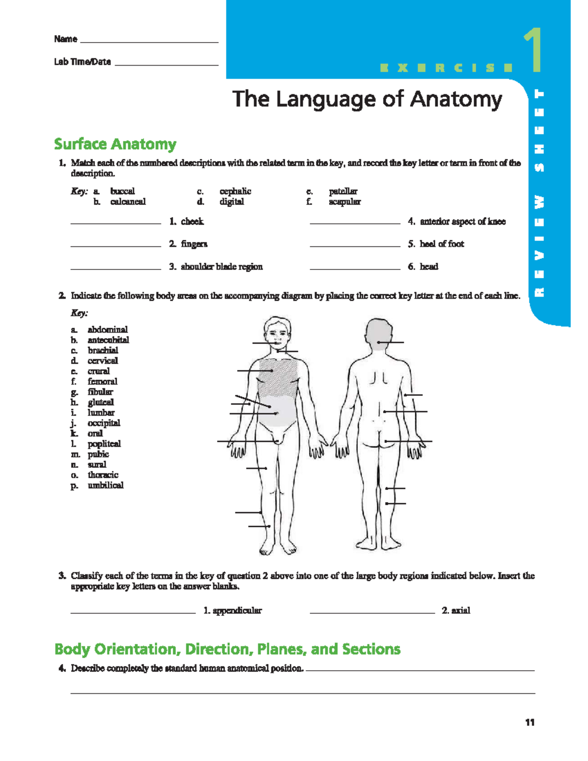 Anaphy LAB Exercise 1-7 Activity Sheets - fundamentals of nursing - Studocu