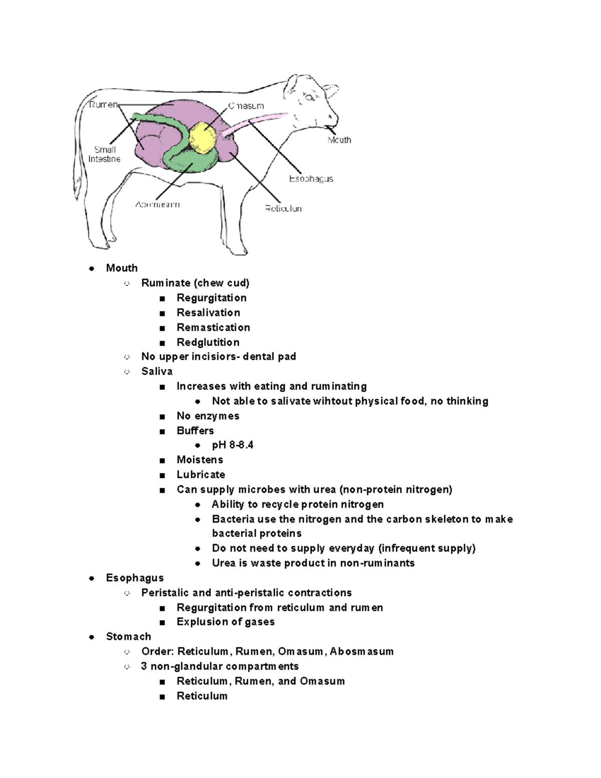 Lecture 4 and 5 Digestive Systems Ruminants - Mouth Ruminate (chew cud ...