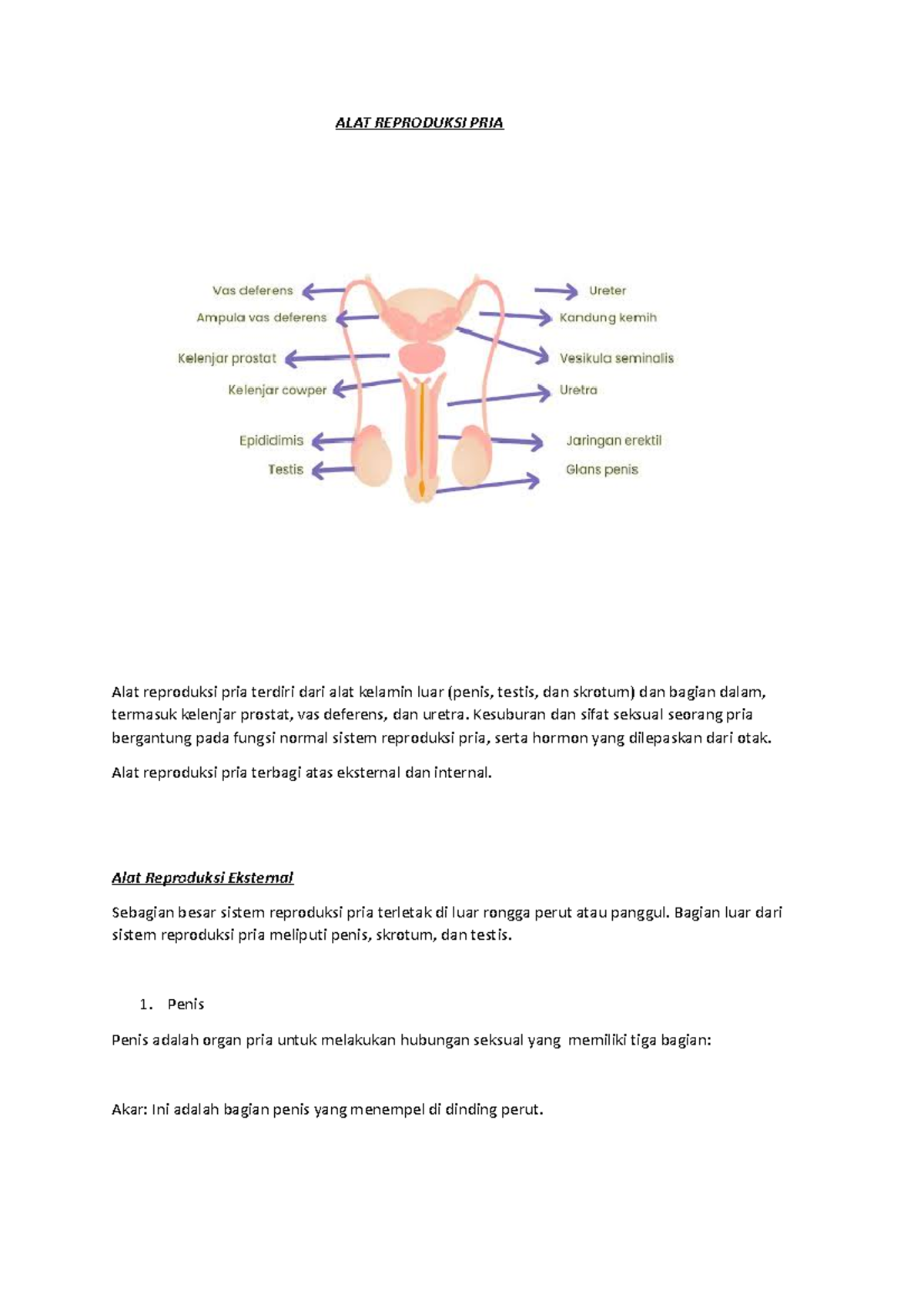 Alat reproduksi pria - ALAT REPRODUKSI PRIA Alat reproduksi pria terdiri dari alat kelamin luar ...
