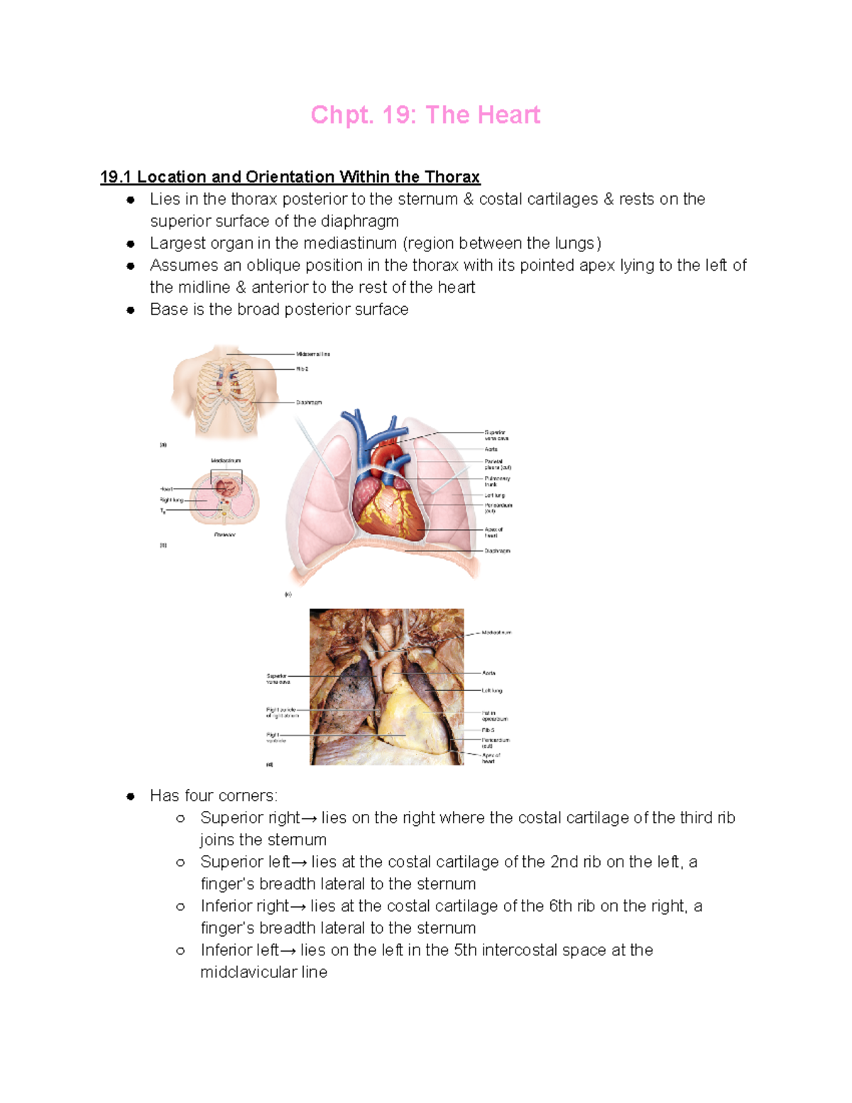Chpt 19 notes - good resource for exam prep - Chpt. 19: The Heart 19 ...