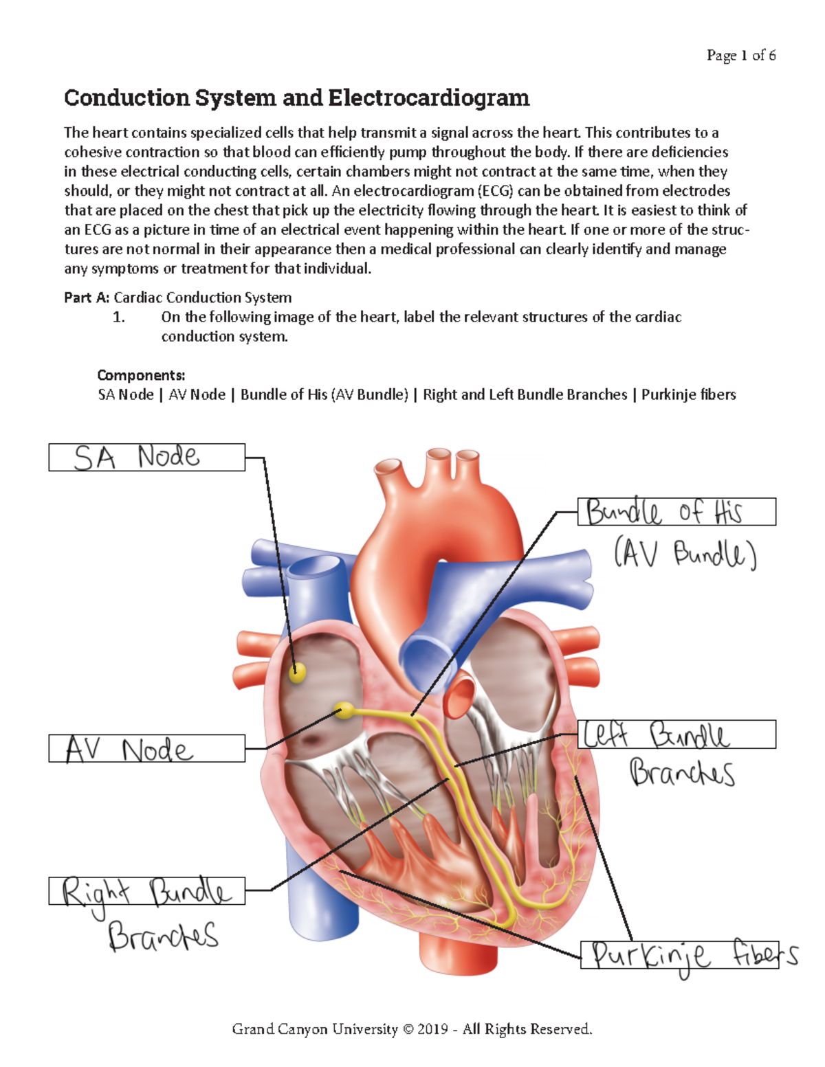 BIO 202L RS Activity 1Conduction Electrocardiogram Onground ...