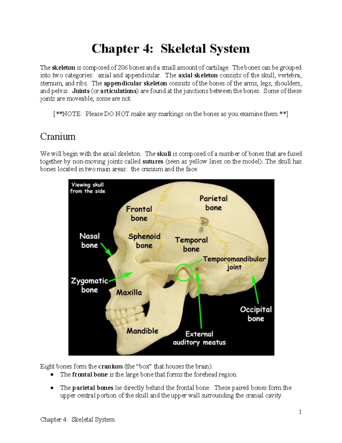 4 152 Skeletal 2022 1 Chapter 4 Skeletal System The Skeleton Is
