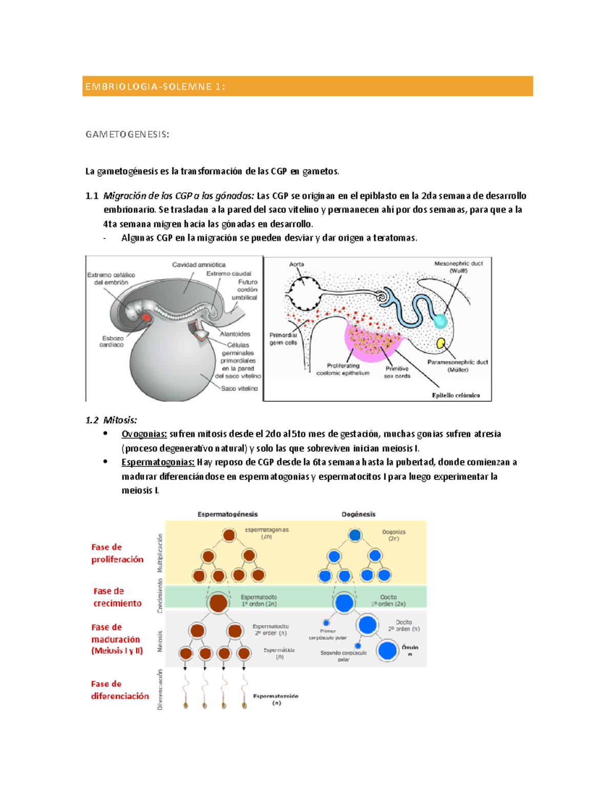 Ficha 1 embriologia - EMBRIOLOGIA-SOLEMNE 1: GAMETOGENESIS: La ...