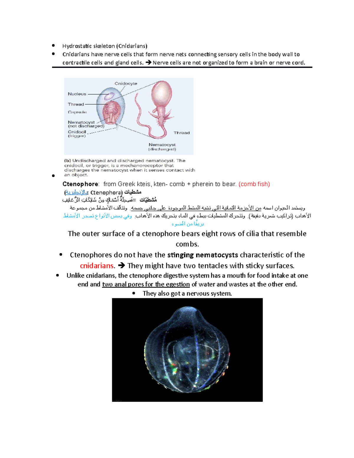 More informatin about worms - Hydrostatic skeleton (Cnidarians ...
