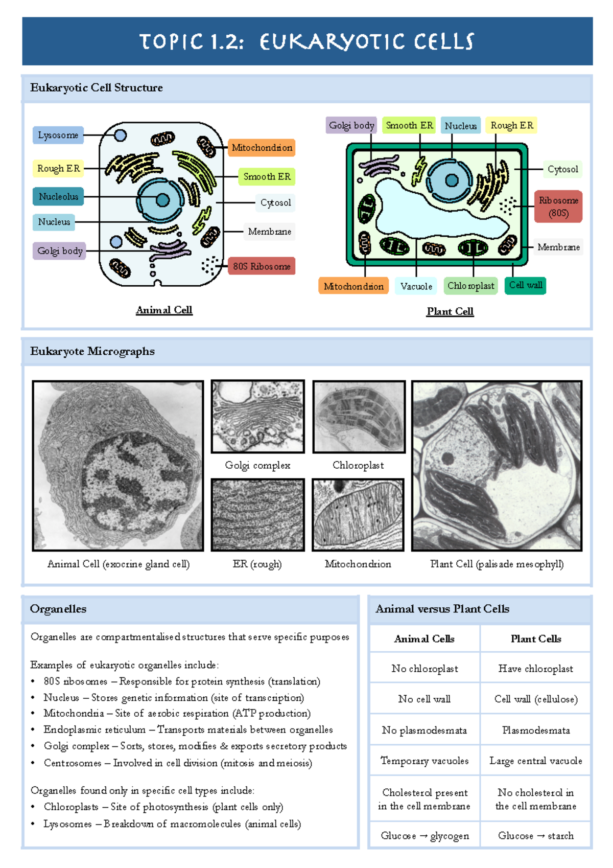 1.2 Eukaryotic Cells - Use this before the quiz to review for any ...