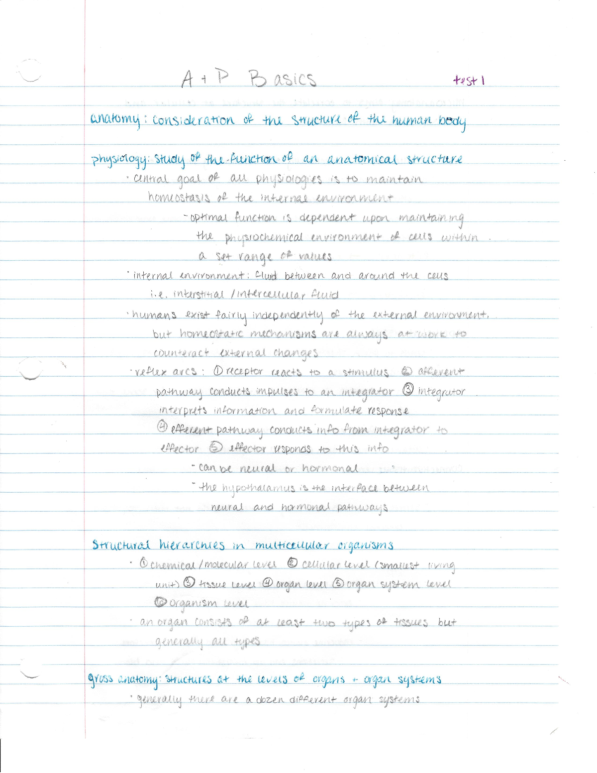 A&P 1 entire semester notes - V) ,9; a :> %&%%C3 A 9:29) _ _ _ gWKﬁmu ...