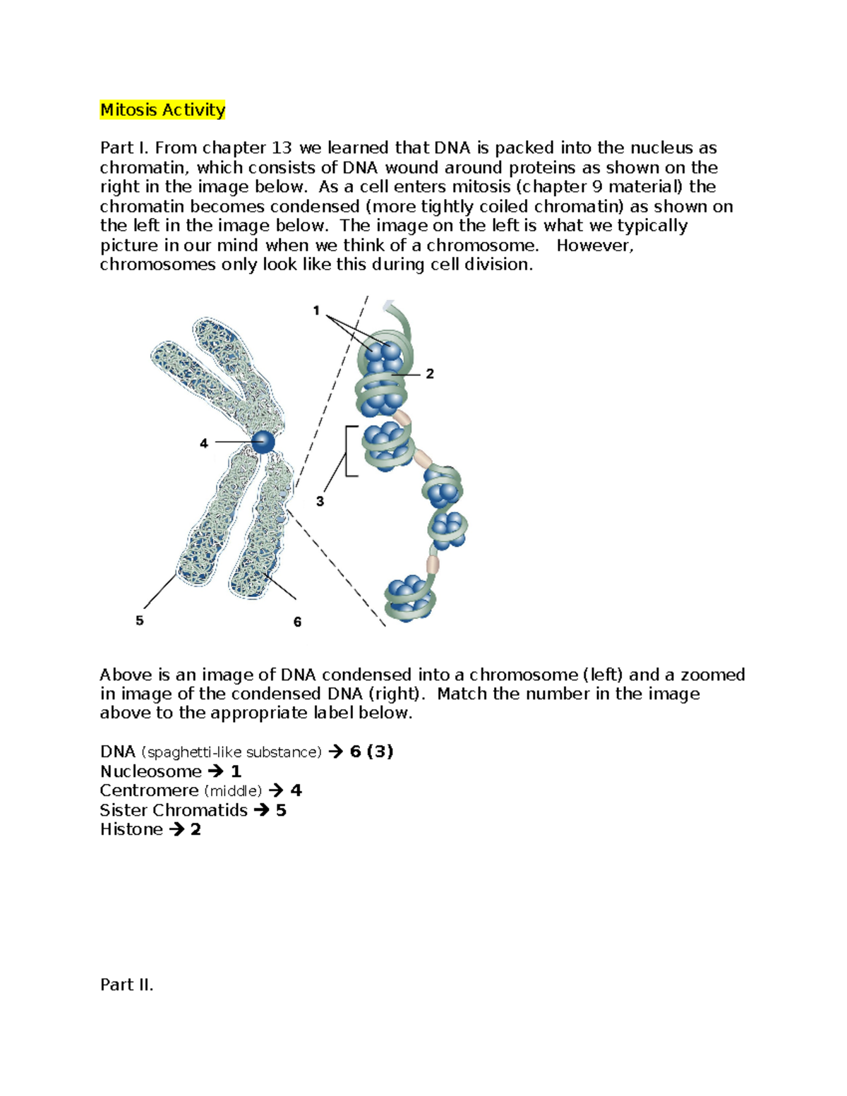 Mitosis Activity - Mitosis Activity Part I. From chapter 13 we learned ...