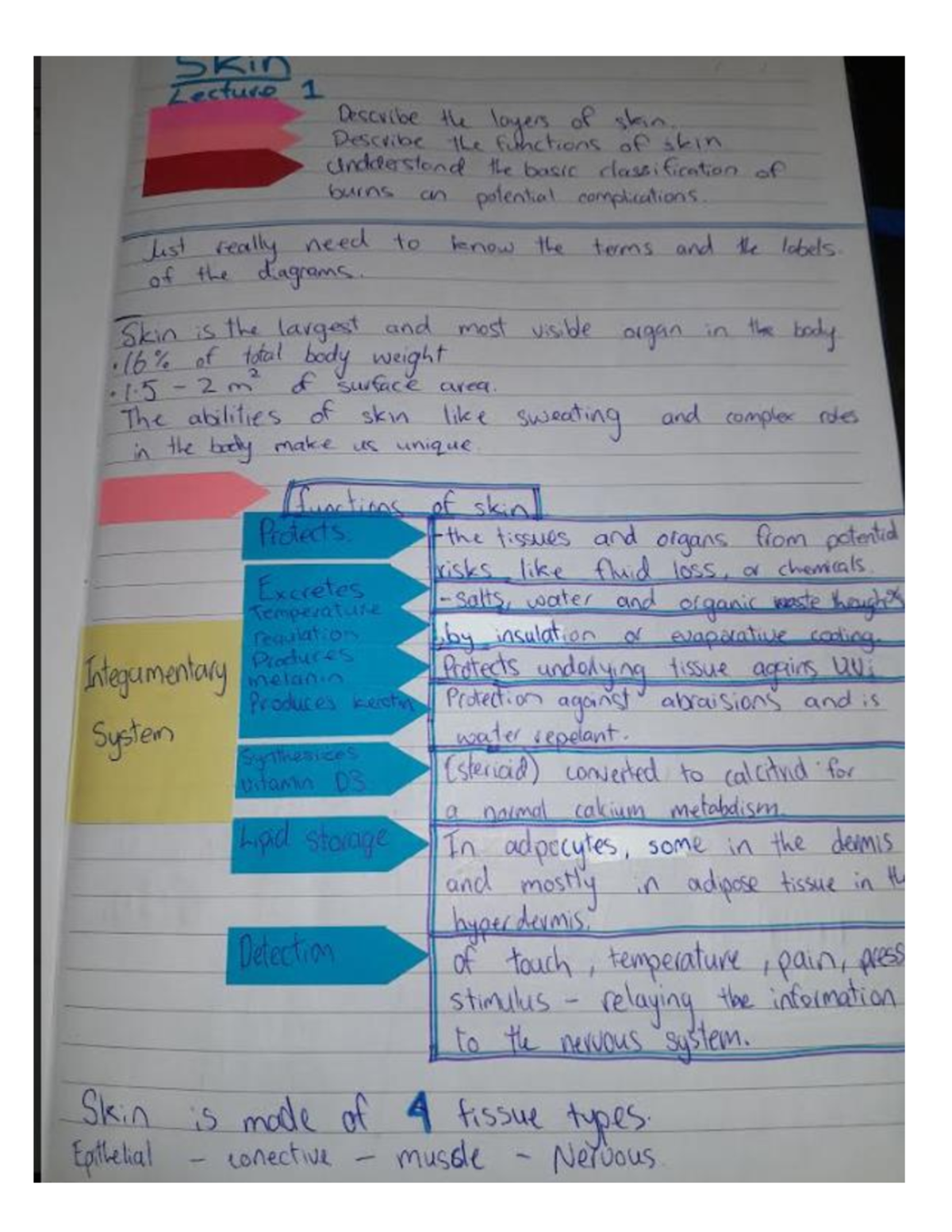 HUBS192 Skin lectrure 1 notes whole - Skin Lecture 1 Describe the ...