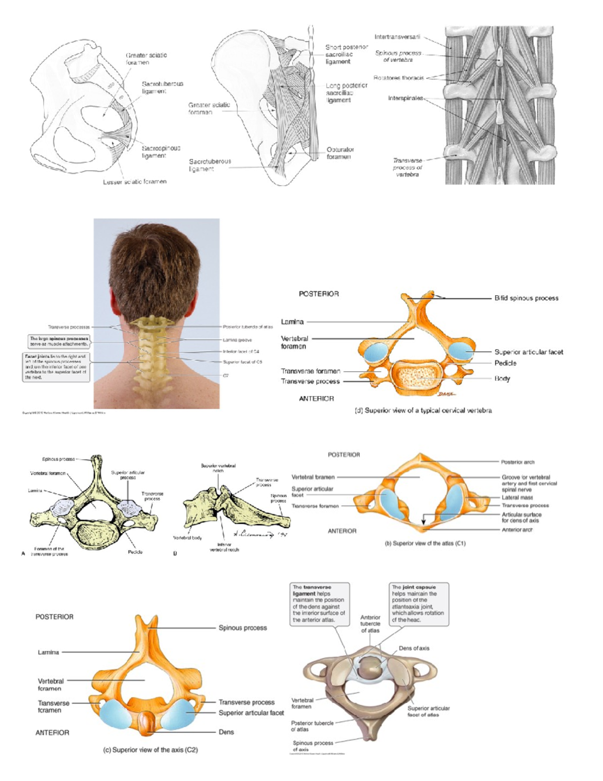 Muscles Group Diagrams (labelled) - HLSC 3470U - Studocu