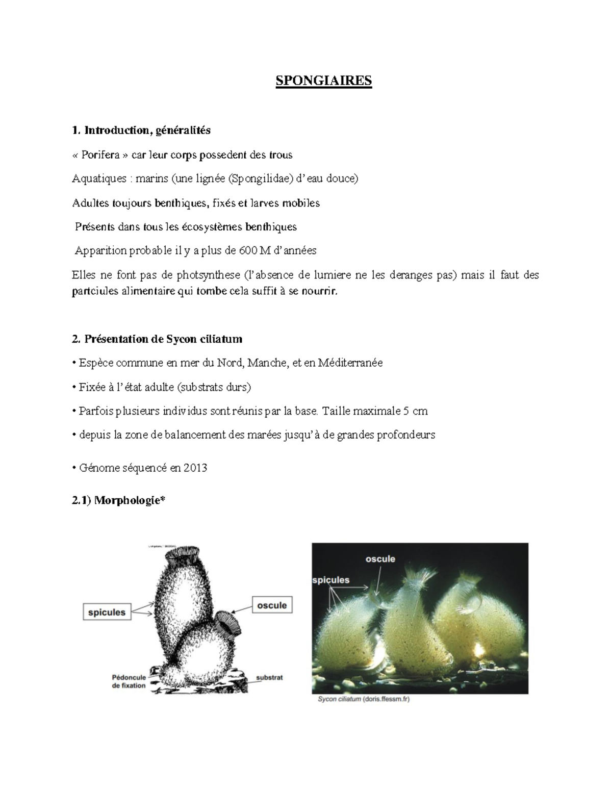 Spongiaires - fiches sur les spongaires - SPONGIAIRES Introduction ...