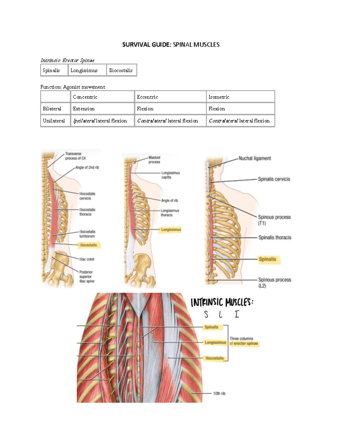 Survival Guide-Spinal Muscles - SURVIVAL GUIDE : SPINAL MUSCLES ...