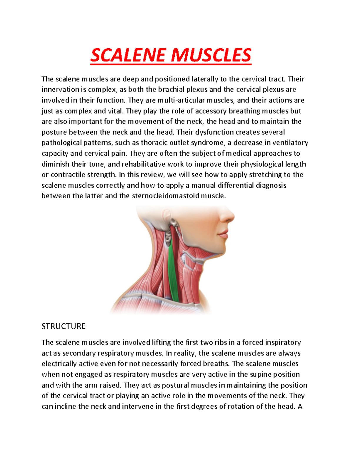 Scalene Muscles - SCALENE MUSCLES The scalene muscles are deep and ...