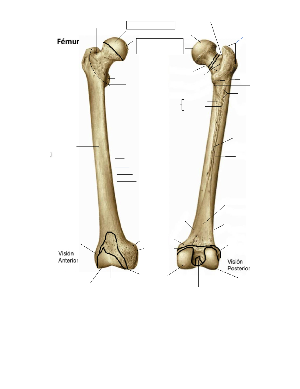 Reparps del femur - imagenes - anatomía - Studocu