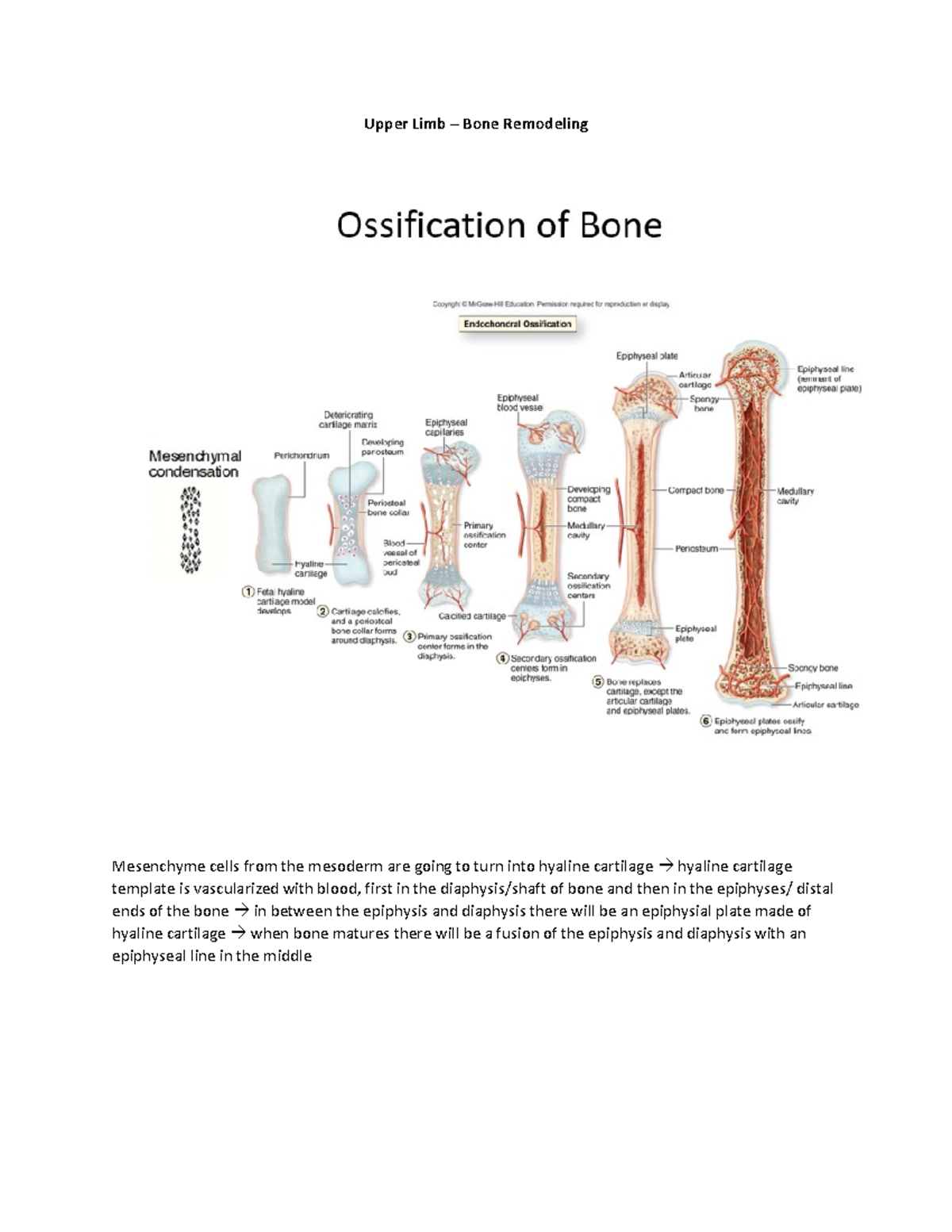 Upper Limb- Bone Remodeling - Upper Limb – Bone Remodeling Mesenchyme ...