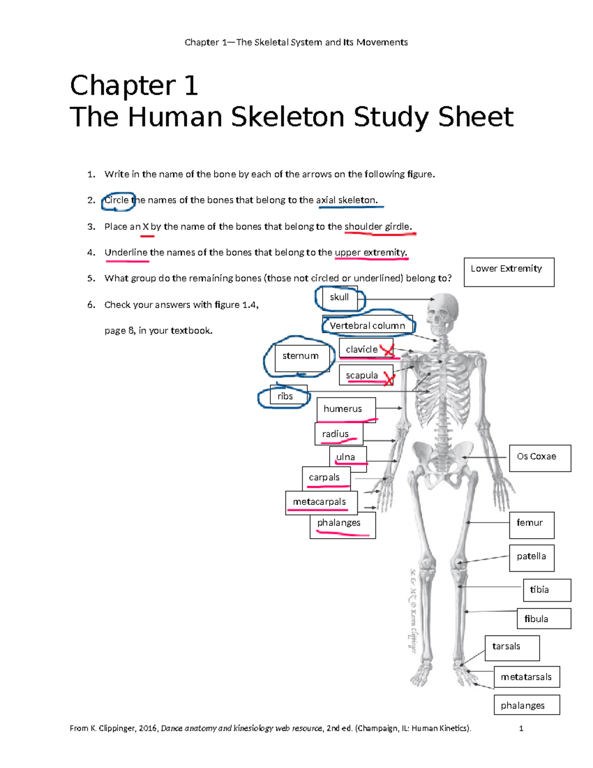 Skeleton Study Sheet 1 - Write in the name of the bone by each of the ...