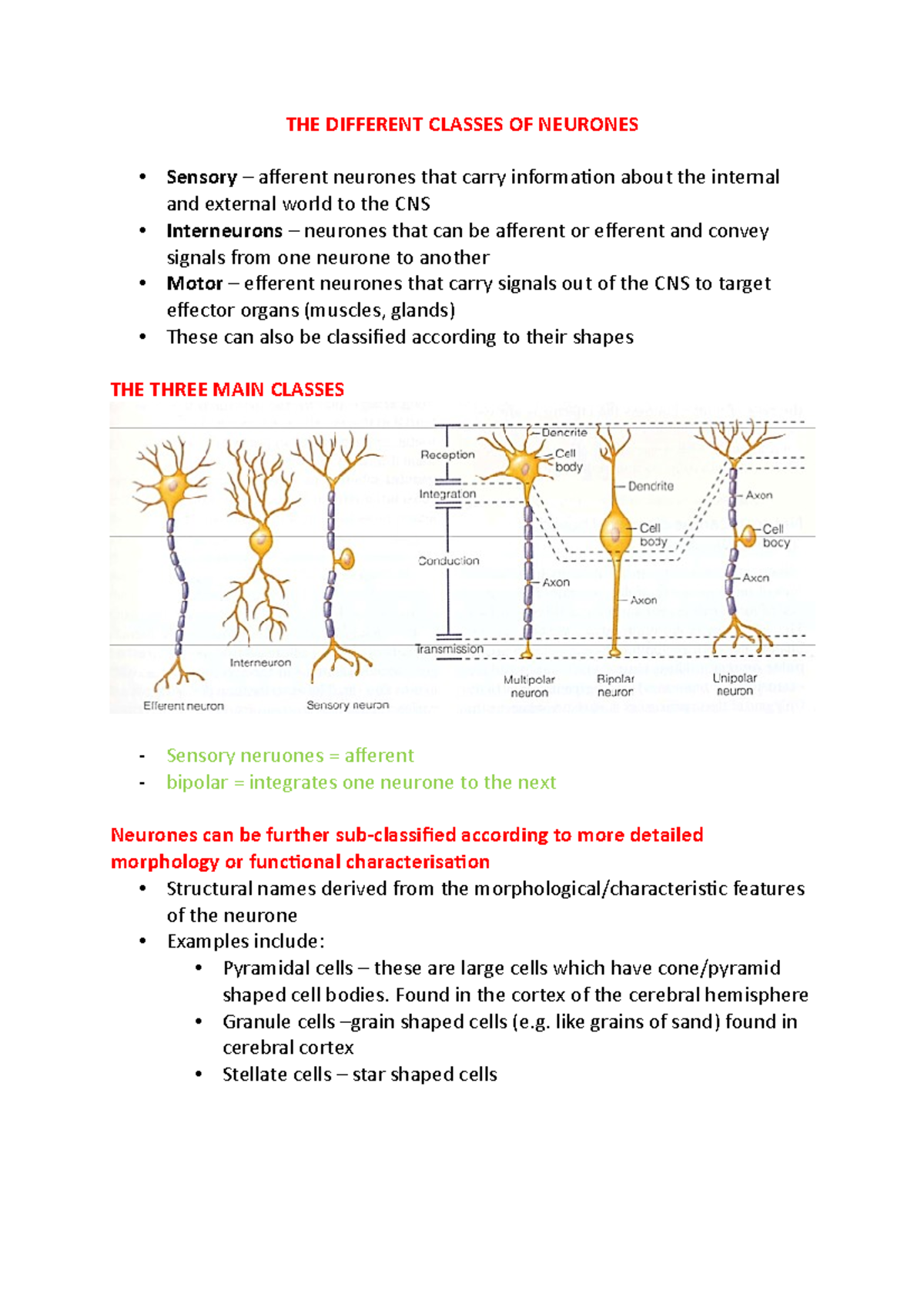 Lecture 3 - The Different Classes of Neurones - THE DIFFERENT CLASSES ...
