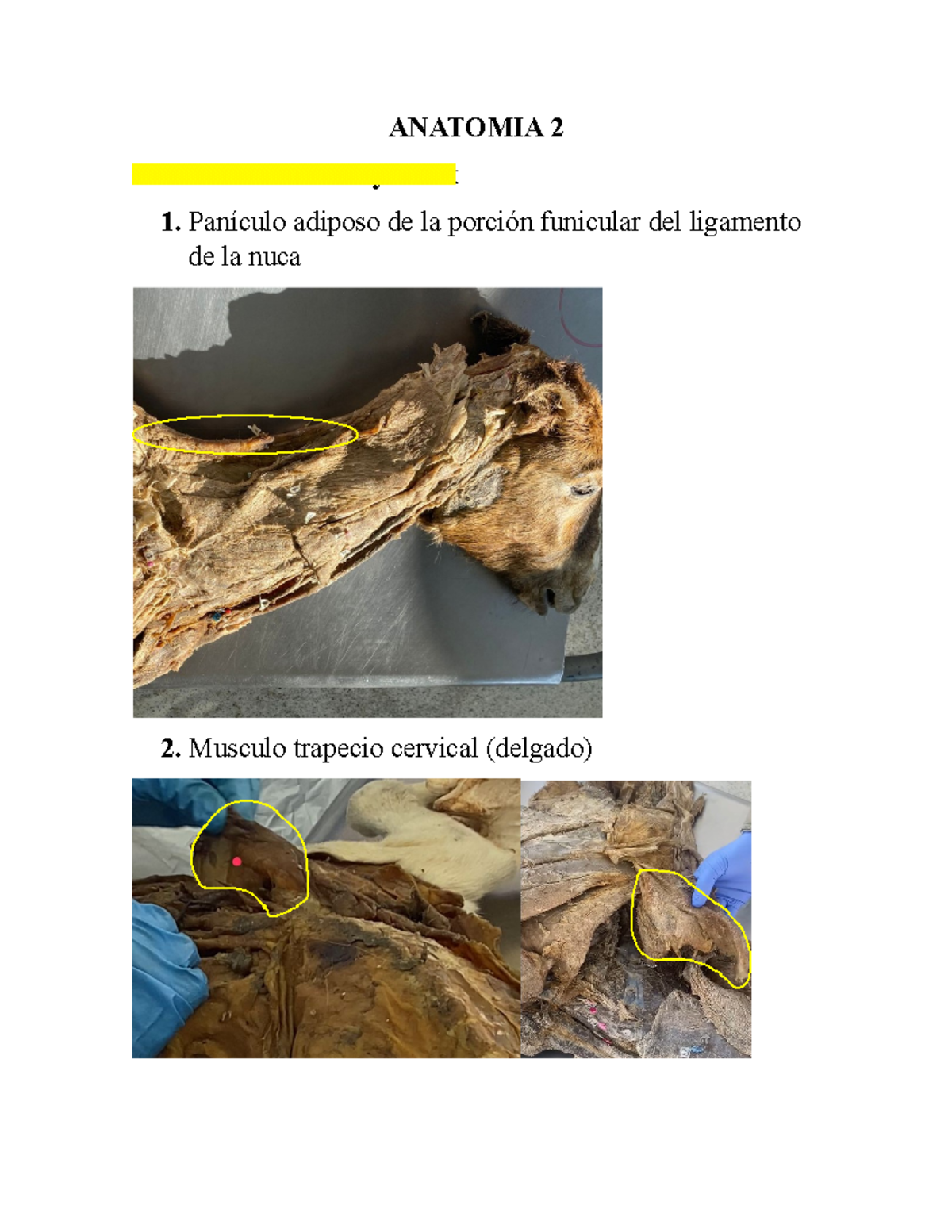 Anatomia 2 - ciencias - ANATOMIA 2 Músculos del cuello y tórax 1 ...