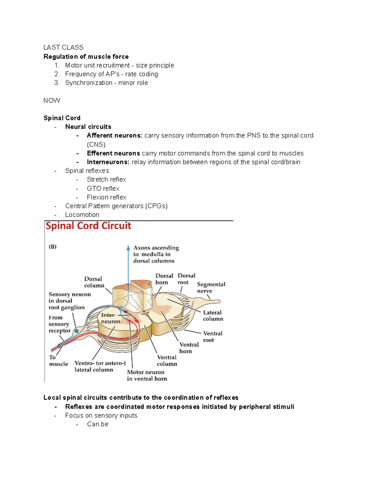Unit 2- Neural Circuits Reflex Circuits - LAST CLASS Regulation of ...