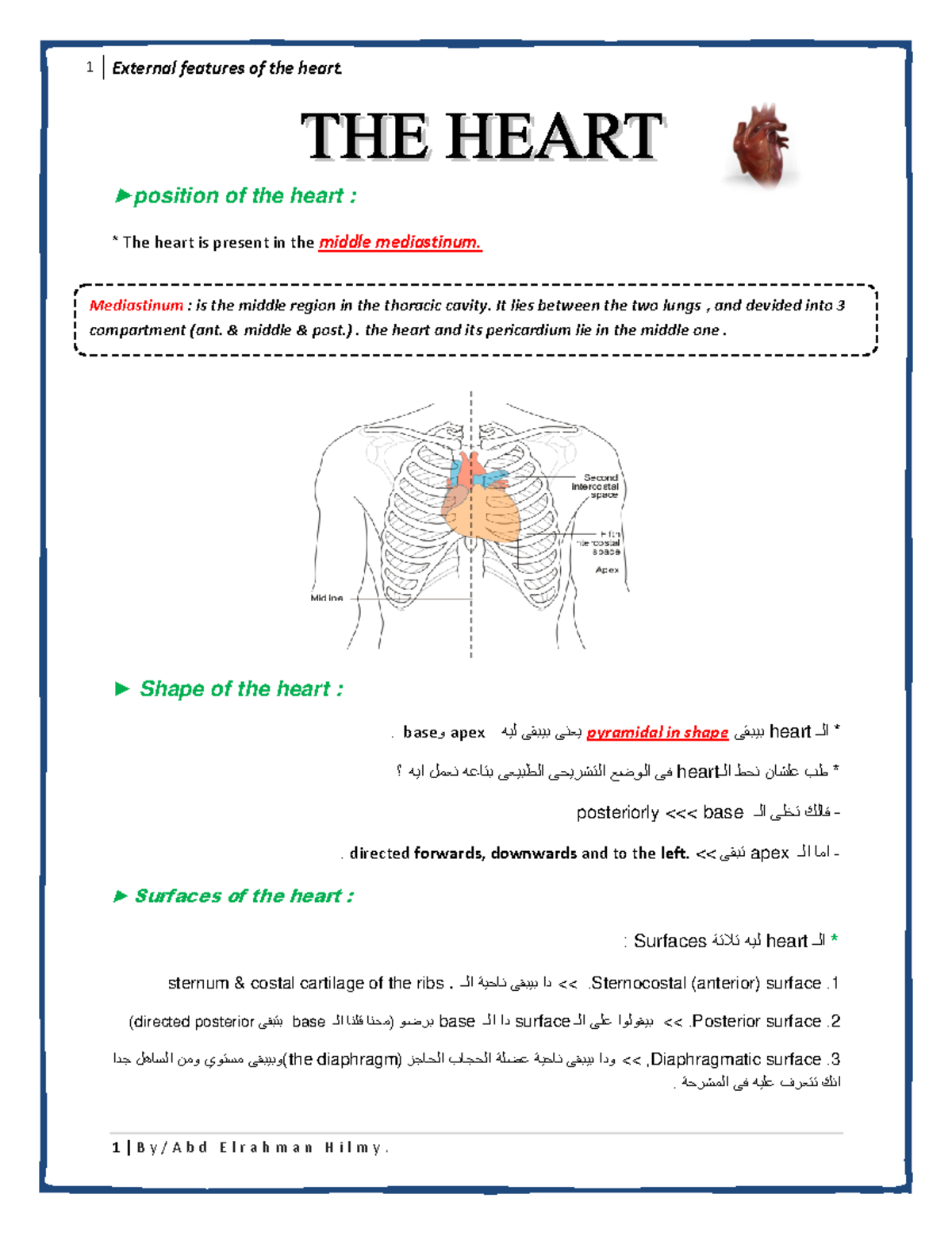 External features of the heart - position of the heart : The heart is ...