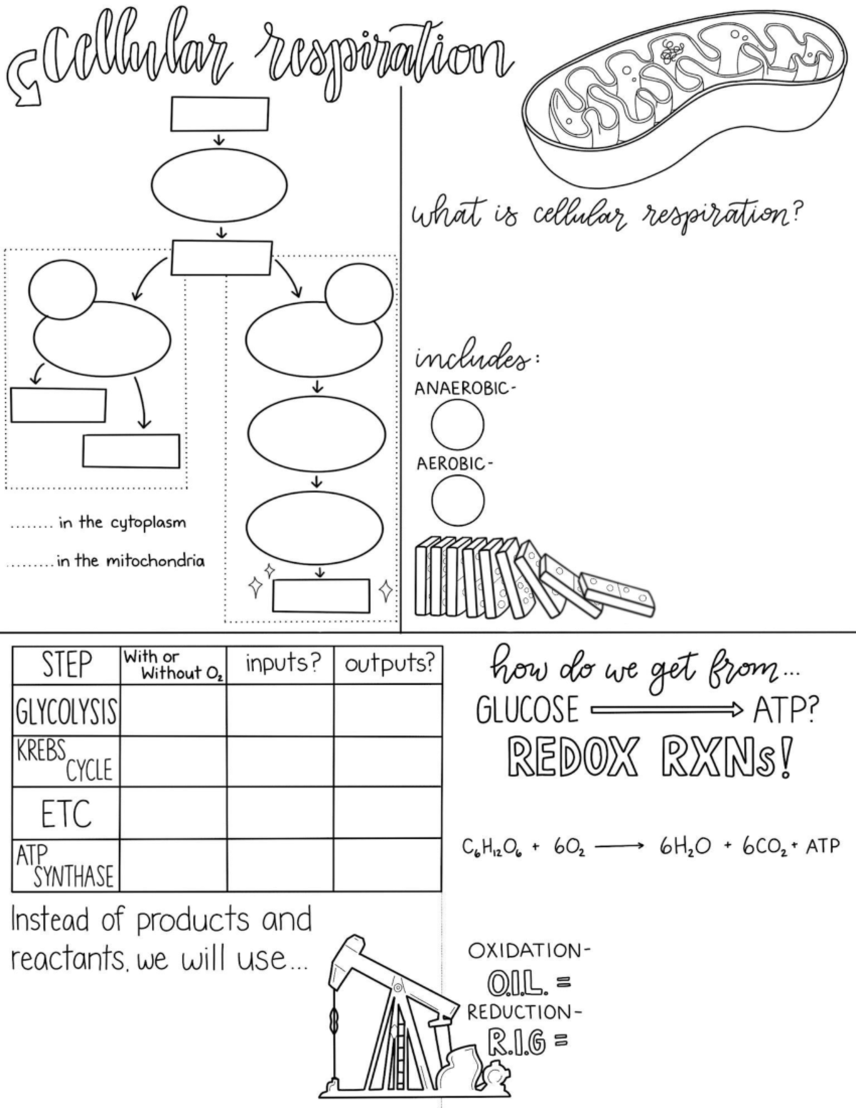 APBiology Cellular Respiration Sketch Notes-1 - Callislar respiration ...