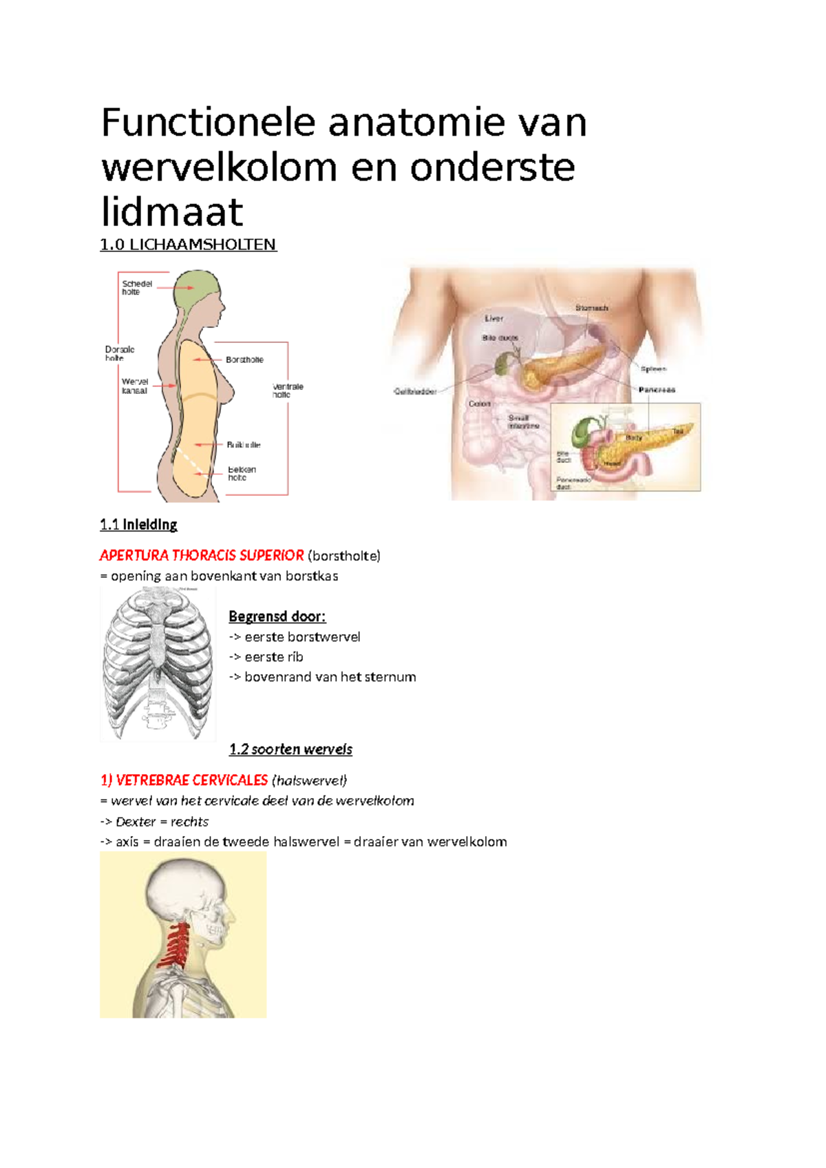 Anatomie Inleiding Examen - Functionele anatomie van wervelkolom en onderste lidmaat 1 - Studocu