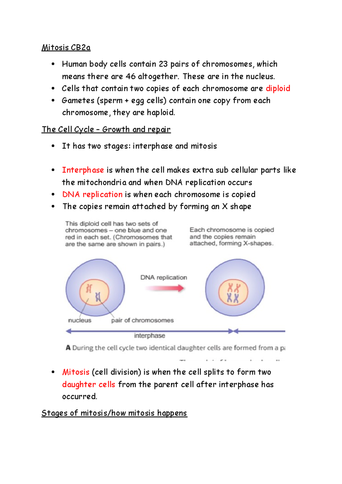 Enzymes in action CB1e - mkcdmklmclkds klsm lk kj - Mitosis CB2a Human ...