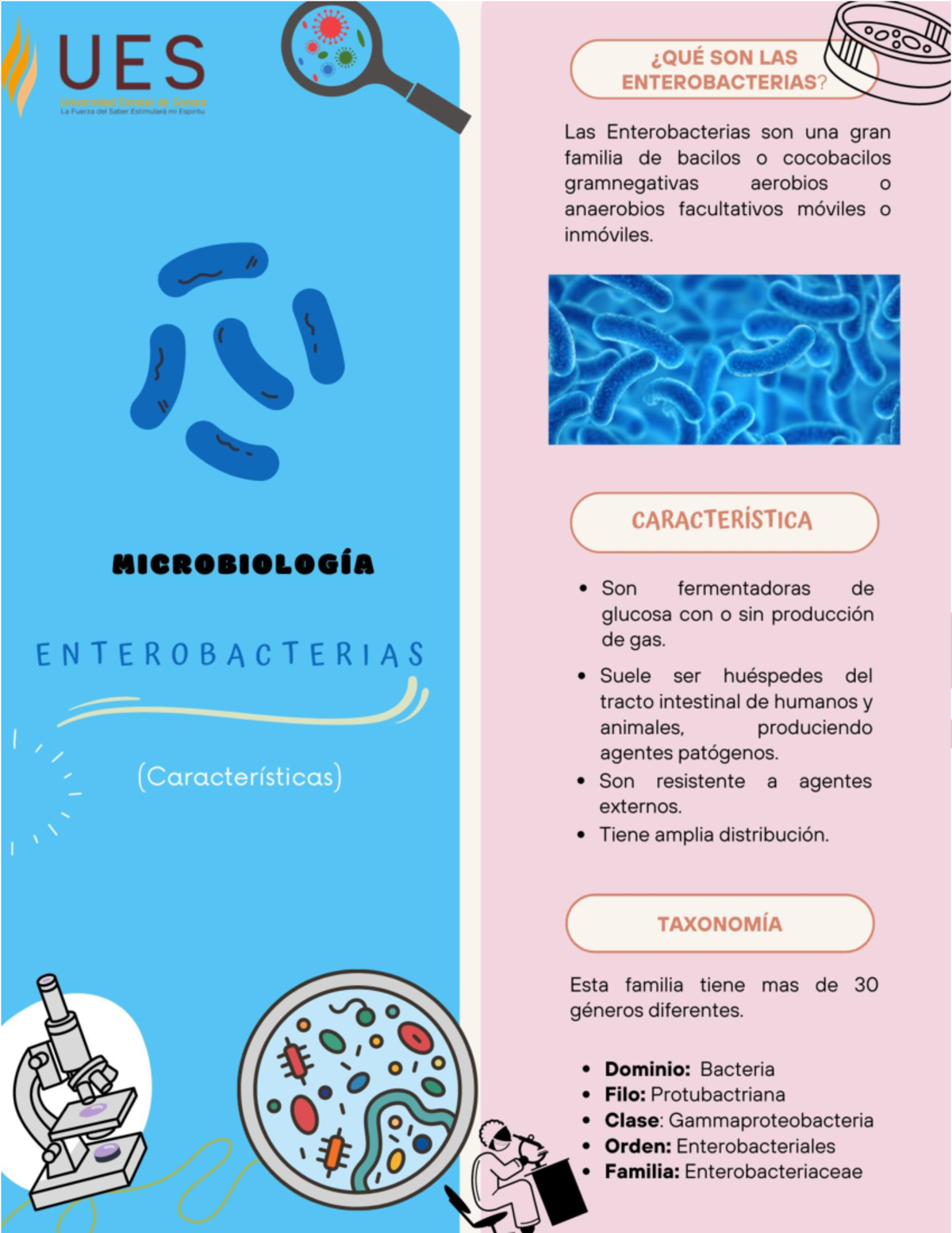 Enterobacteria - Microbiologia y Parasitologia Enterobacter es un género de bacterias Gram - Studocu