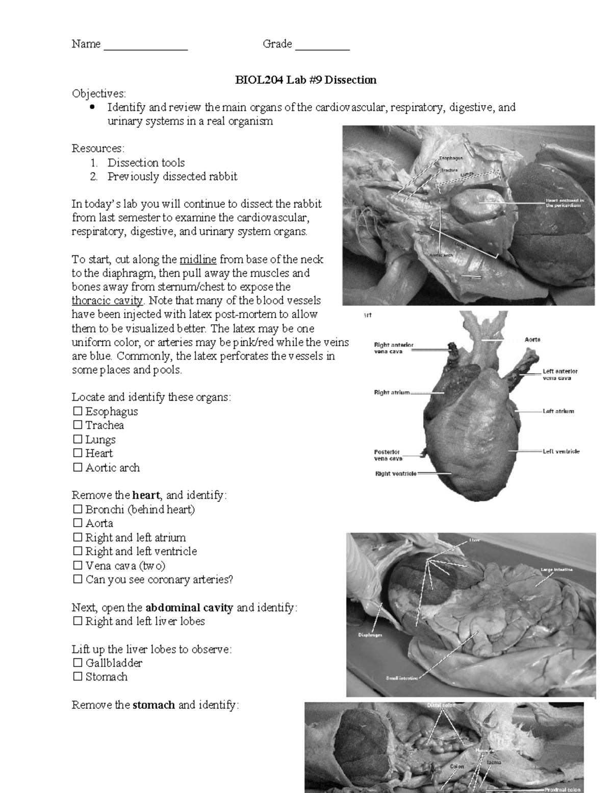 BIOL204 S23 Lab9 Dissection - Tagged - Name ______________ Grade ...