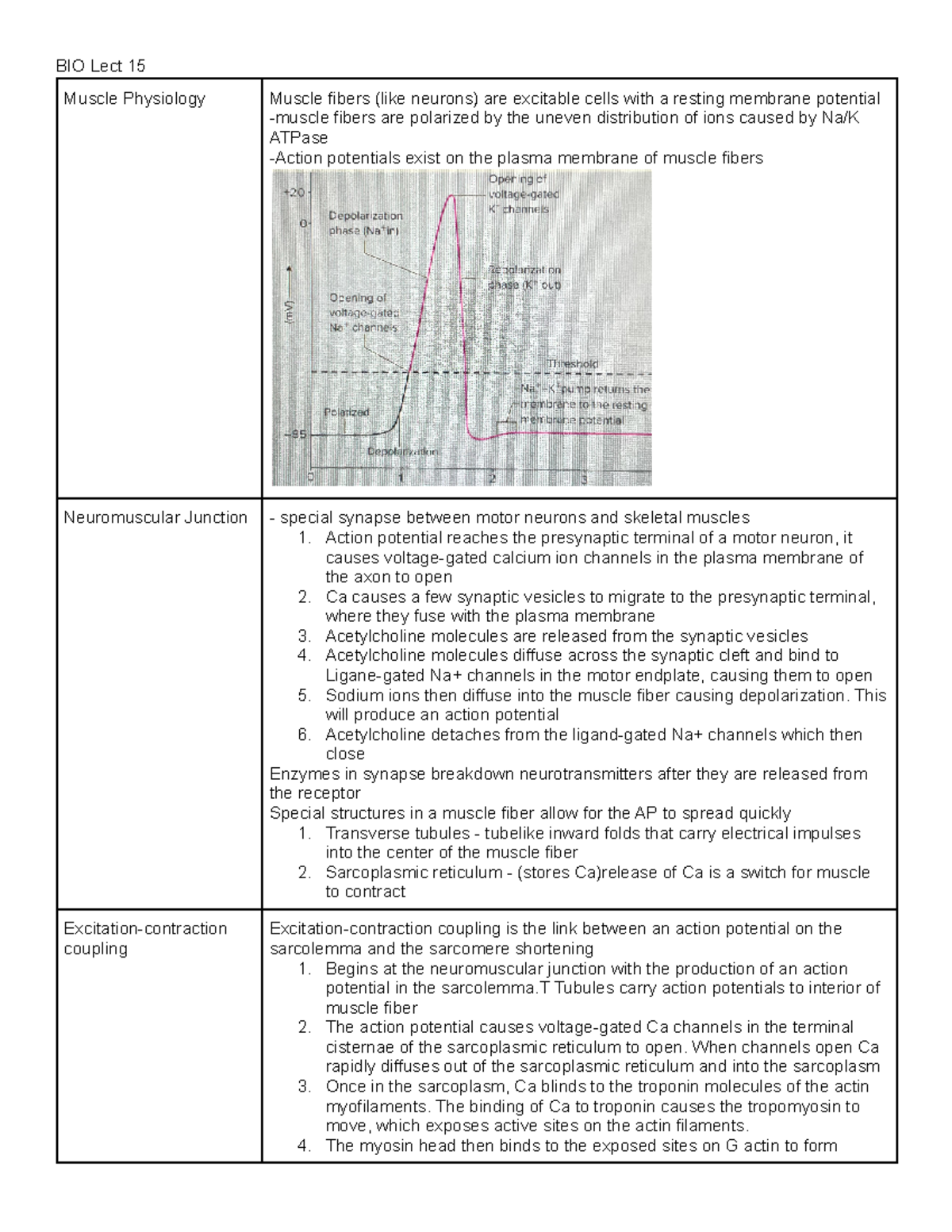 Muscle Contraction and Relxation - BIO Lect 15 Muscle Physiology Muscle fibers (like neurons ...