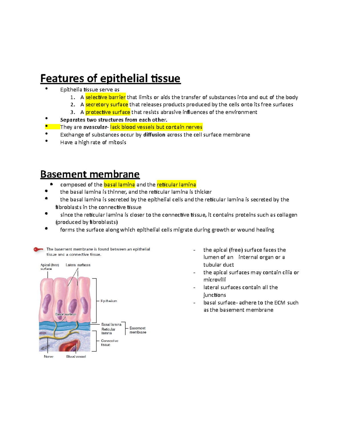 1. epithelial tissue - Features of epithelial tissue Epithelia tissue ...