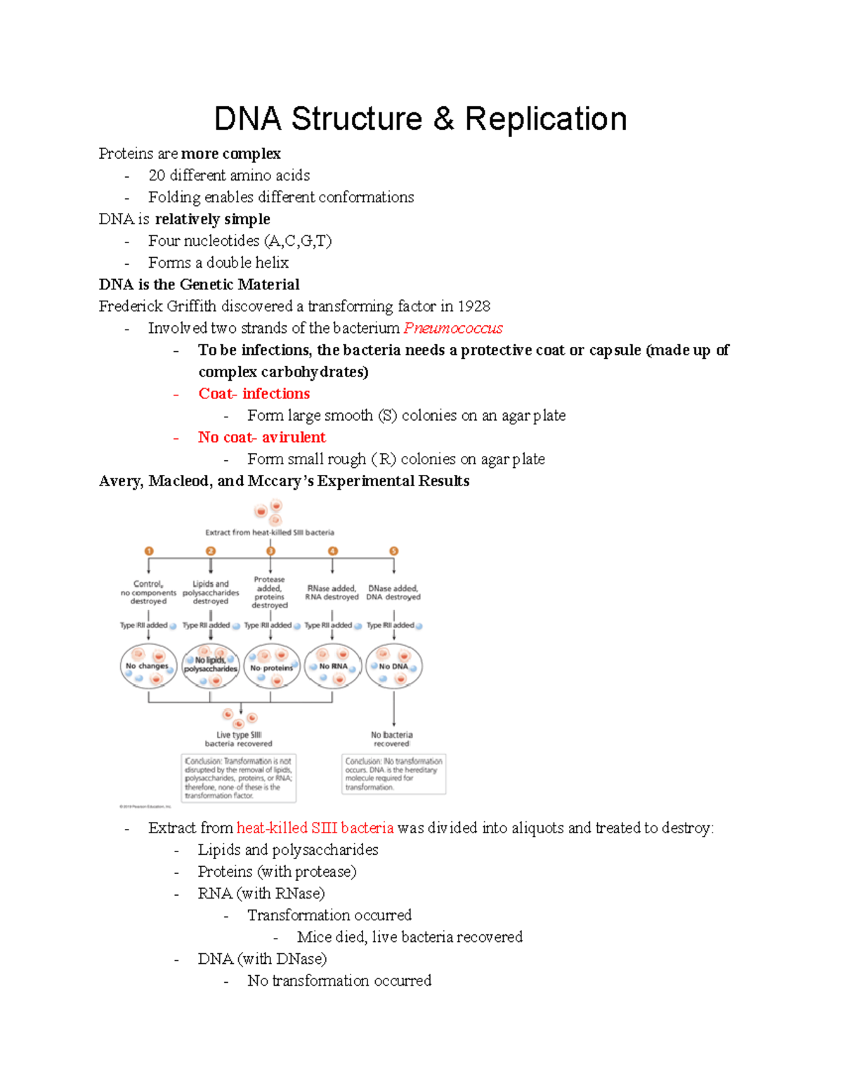 Genetics Ch 7 notes - DNA Structure & Replication Proteins are more ...
