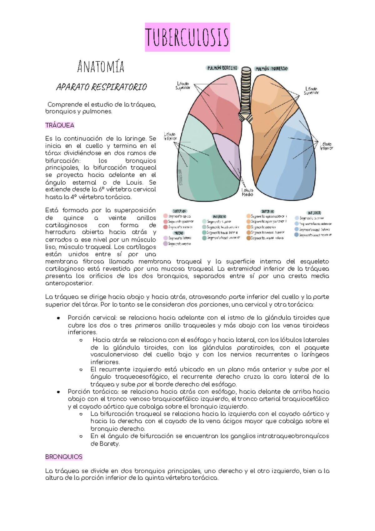 Tuberculosis... - Anatomía APARATO RESPIRATORIO Co pμe de el estudio de ...