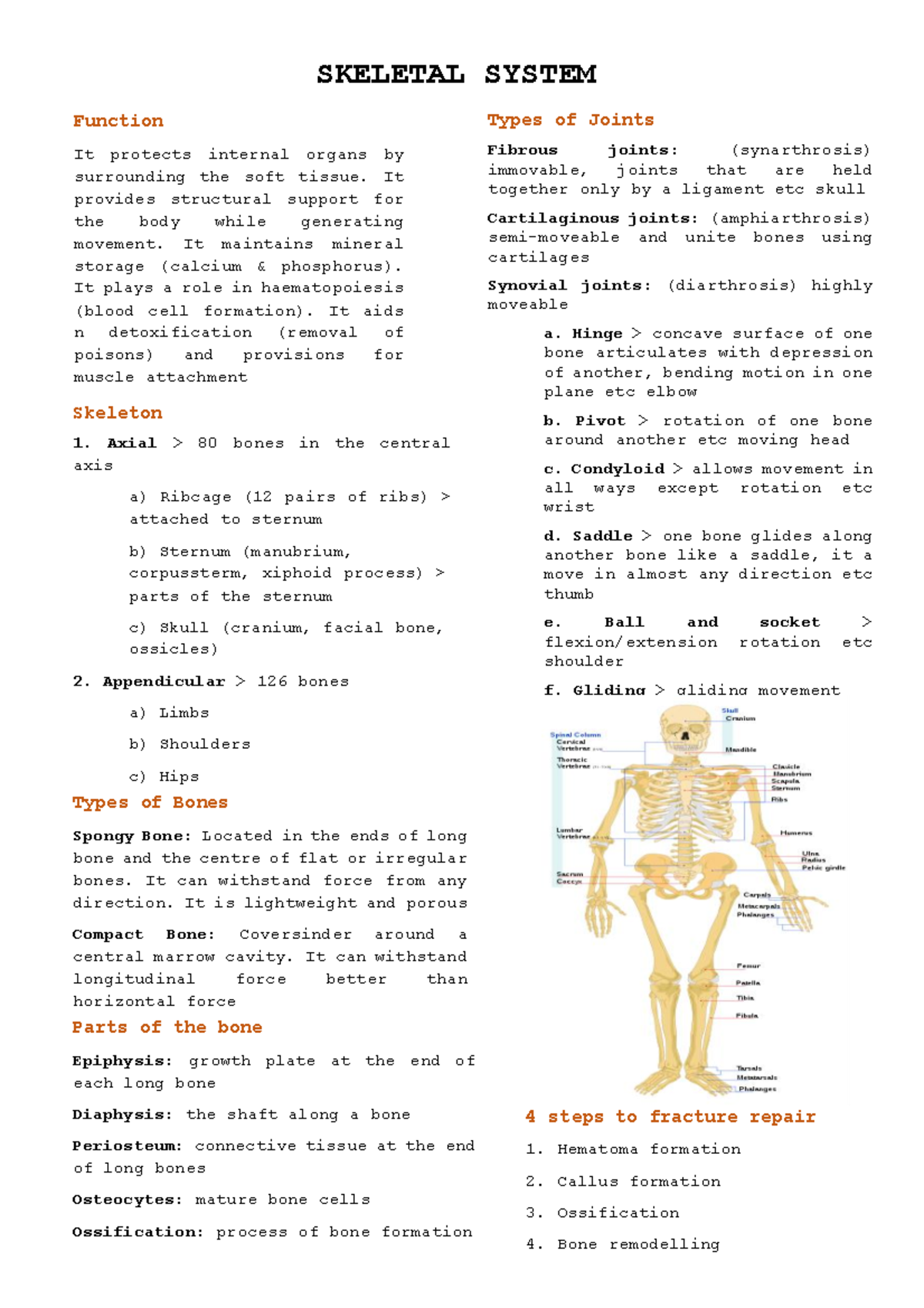 Skeletal summary study guide - Function It protects internal organs by ...